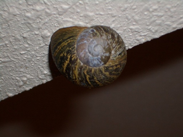 Estivasi vs Hibernasi, Serupa Tapi Tak Sama | kumparan.com