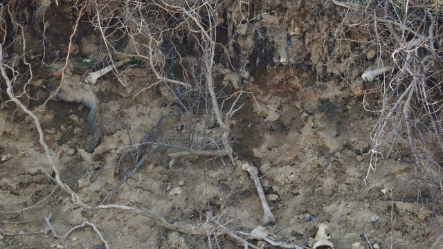 Tulang Mayat Berserakan di Pulau 'Kuburan Massal' New York | kumparan.com