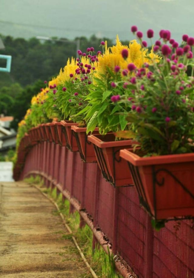 Bunga di Tepi Jalan Alangkah Indahnya | kumparan.com