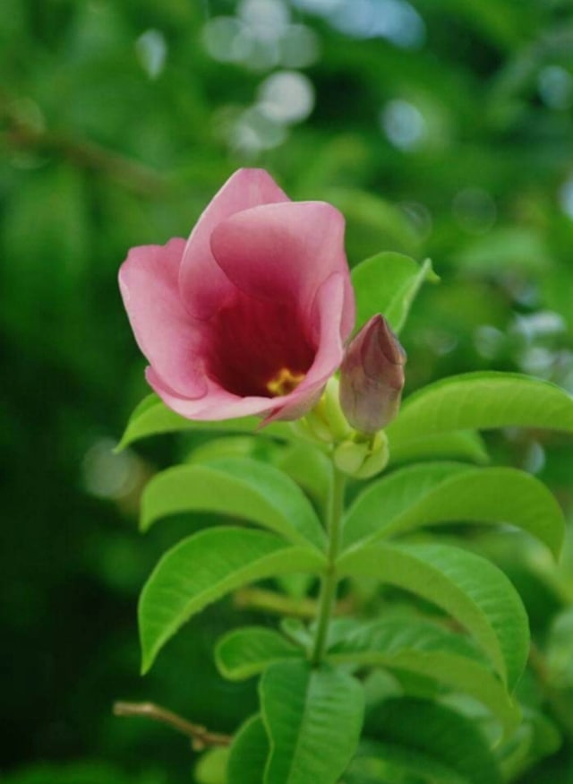 Bunga di Tepi Jalan Alangkah Indahnya | kumparan.com
