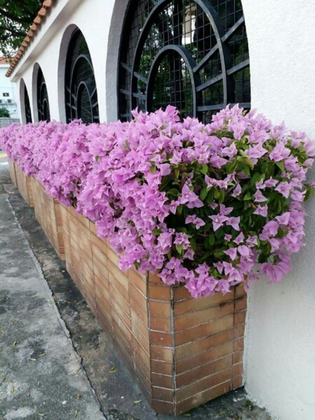 Bunga di Tepi Jalan Alangkah Indahnya | kumparan.com