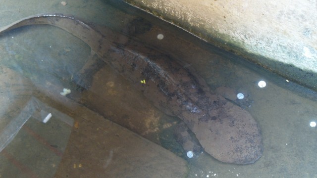 Amfibi Terbesar Dunia Nyaris Punah Akibat Dikonsumsi Manusia | kumparan.com