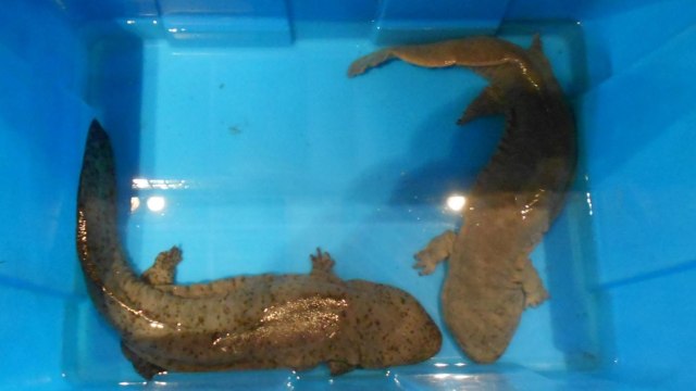 Amfibi Terbesar Dunia Nyaris Punah Akibat Dikonsumsi Manusia | kumparan.com