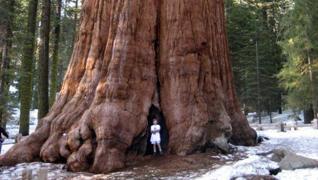 Pohon Tertinggi di Dunia | kumparan.com