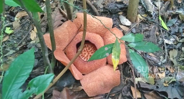 Bunga Rafflesia Tumbuh di Hutan Konservasi Cipeucang, Sukabumi ...