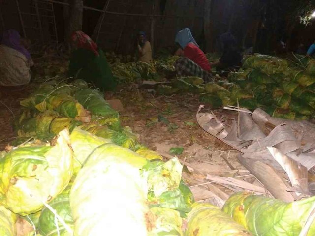 Harga Tembakau Rajangan di Sumenep Tembus Rp 50 Ribu | kumparan.com