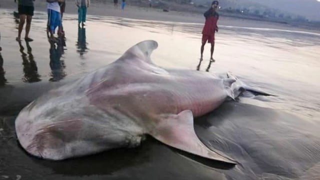 Foto: Penampakan Hiu Tutul yang Terdampar di Pantai Parangkusumo ...