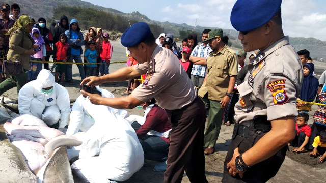 Foto: Penampakan Hiu Tutul yang Terdampar di Pantai Parangkusumo ...