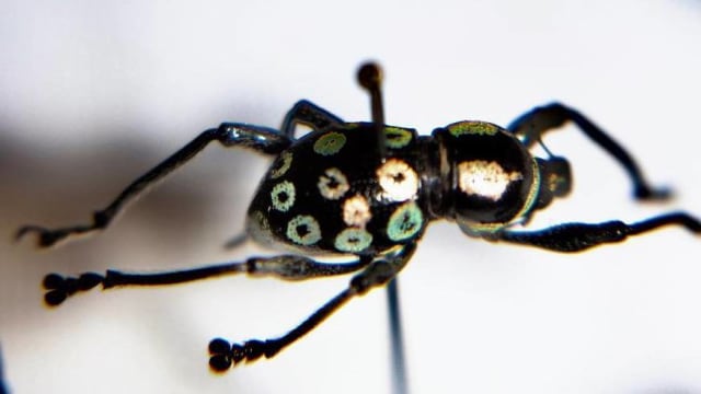 Koleksi Serangga Bernilai Rp 600 Juta di Museum AS Hilang Dicuri ...