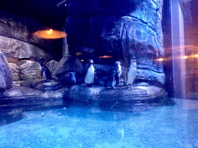 Menyantap Poke Bowl Ditemani Penguin di Pingoo Restaurant | kumparan.com