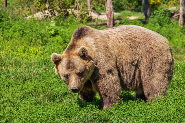 Beruang di Rusia Menggali Kuburan untuk Mencari Makanan | kumparan.com