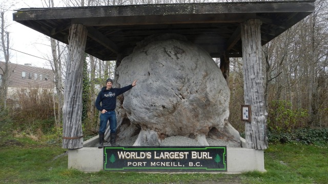 Kutil Raksasa dari Pohon Cemara Sitka | kumparan.com