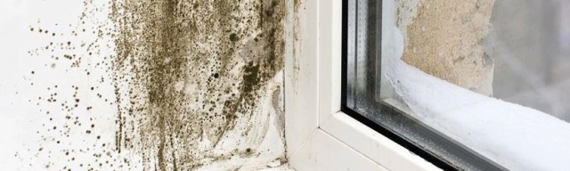 Picu Jamur, Intip 3 Tips Usir Lembab dalam Rumah | kumparan.com