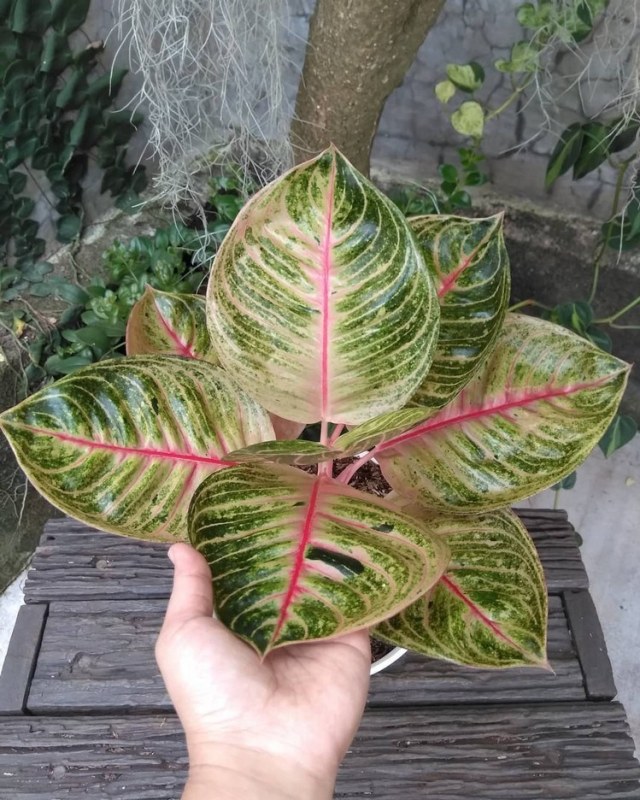 8 Jenis Tanaman Sri Rejeki Berdaun Cantik, Mana Favoritmu? | kumparan.com