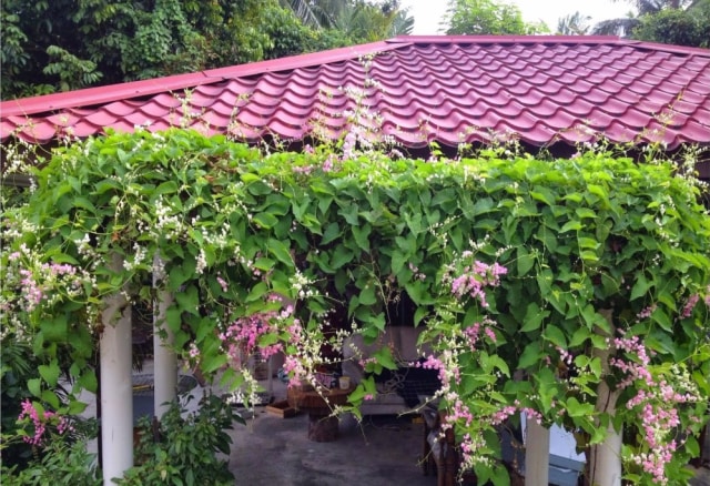 5 Tanaman Merambat Cantik, Bisa Buat Rumahmu Lebih Sejuk! | kumparan.com