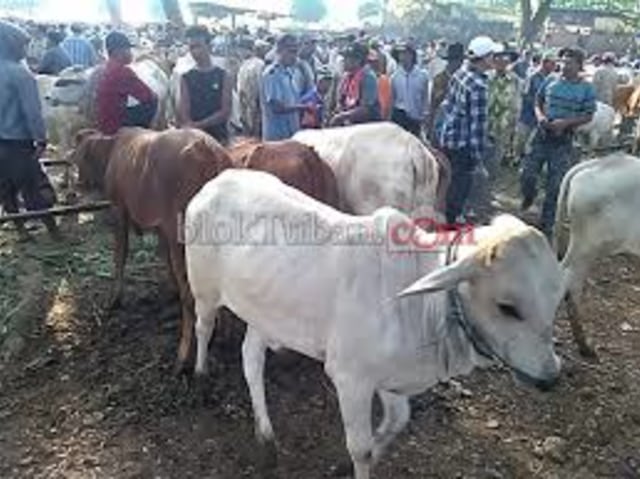 Peralihan Musim, DPP Tuban Minta Peternak Waspadai Penyakit BEF Pada ...