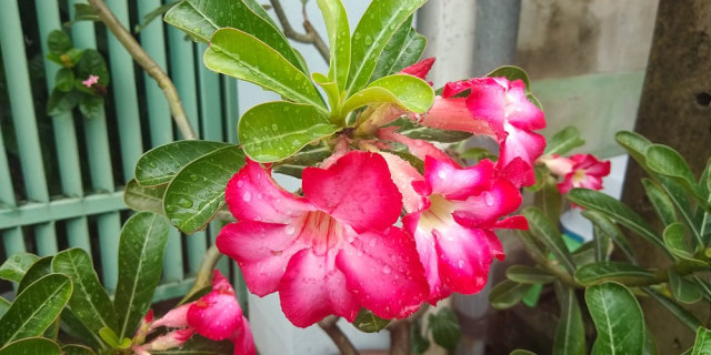 5 Hal yang Diperhatikan Dalam Merawat Bunga Adenium | kumparan.com