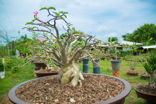 5 Hal yang Diperhatikan Dalam Merawat Bunga Adenium | kumparan.com
