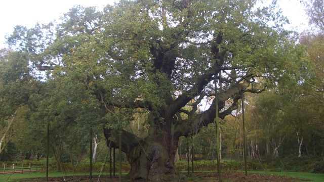 5 Pohon Paling Populer di Eropa | kumparan.com