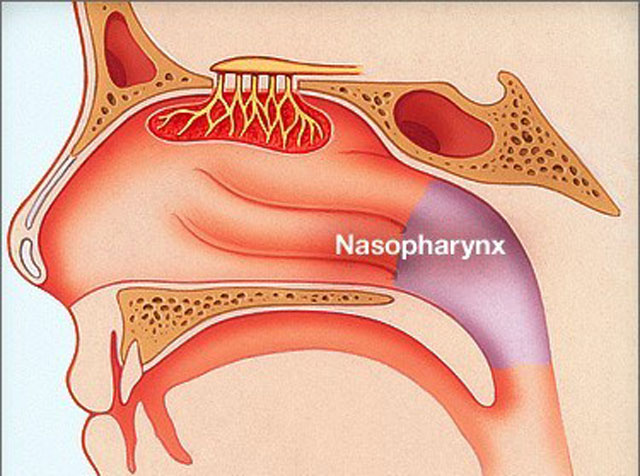 Kenali Kanker Nasofaring, ini Penjelasan Dinkes Tuban | kumparan.com