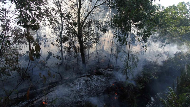 Foto: Kebakaran Melanda Kawasan Hutan Konservasi, Riau | kumparan.com