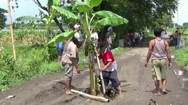 Kesal Jalan Berlubang Tak Diperbaiki, Warga Tanami Pisang | kumparan.com