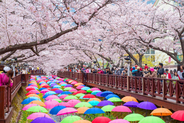 5 Festival Bunga Musim Semi Paling Romantis di Korea Selatan | kumparan.com