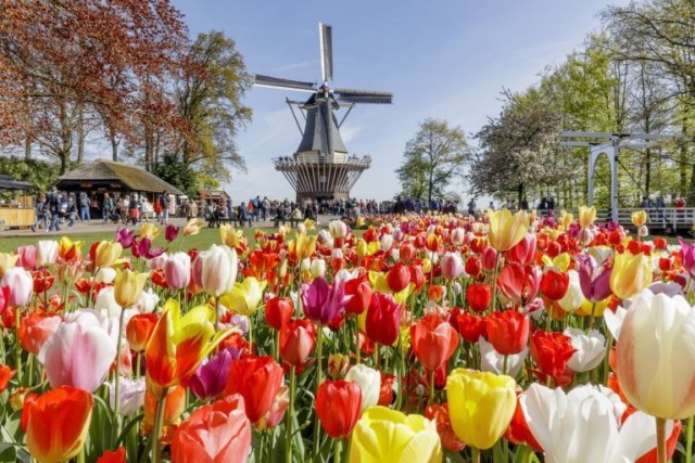 Taman Bunga Keukenhof, Ranjang Tulip Terbesar Sedunia | kumparan.com Taman Bunga Keukenhof, Ranjang Tulip Terbesar Sedunia | kumparan.com