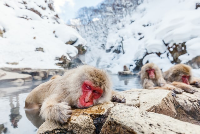 Foto: Melihat Nikmatnya Monyet Jepang Berendam di Onsen | kumparan.com