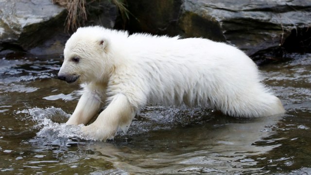 Foto: Seekor Anak Beruang Kutub Diperkenalkan di Kebun Binatang Berlin ...