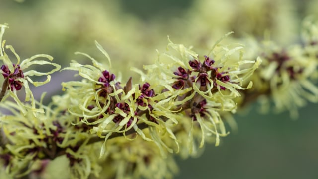 5 Manfaat Witch Hazel, Tanaman Ajaib untuk Atasi Kulit Sensitif ...