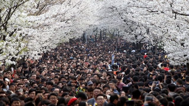 Foto: Bunga Sakura Hiasi Awal Musim Semi di China | kumparan.com