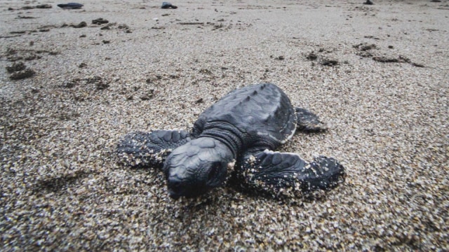Bayi Penyu Ditemukan Mati dengan 104 Potongan Plastik di Perutnya ...