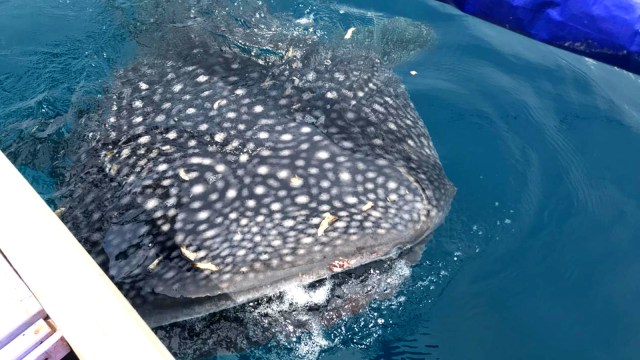 Kemunculan Hiu Paus di Gorontalo Mulai Berkurang | kumparan.com