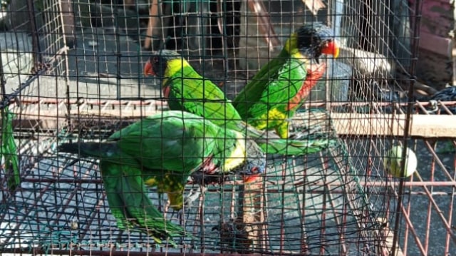 Penjual 74 Burung Endemik Ilegal Ditangkap di Maluku | kumparan.com