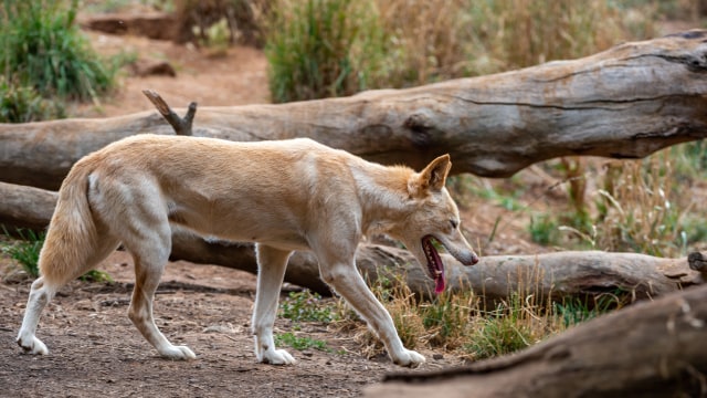 Seekor Dingo Coba "Culik" Bayi di Australia | kumparan.com