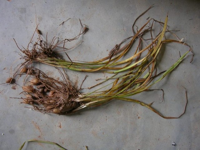 Bukan Gulma Jahat, Ini 6 Manfaat Rumput Teki! | kumparan.com