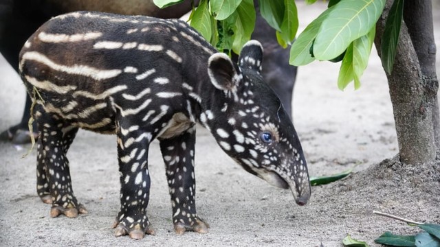 Foto: Perkenalkan Bona, Bayi Tapir Lucu di Bandung Zoo | kumparan.com