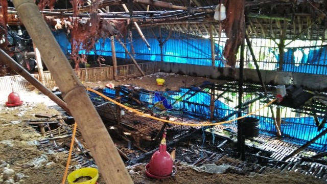 Kandang Ayam di Bojonegoro Terbakar, Kerugian Capai Rp 50 Juta | kumparan.com