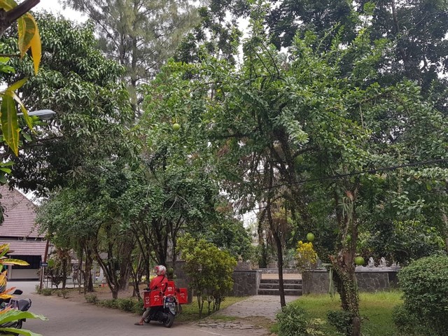 Pohon Maja, Titisan Dewa Siwa yang Jadi Asal-usul Nama Majapahit ...