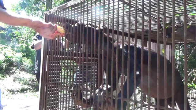 Dodoy, Beruang Madu Kurus di Sinka Zoo, Kondisinya Sehat | kumparan.com