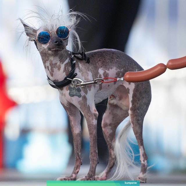 Foto: Kontes Anjing Terjelek Di Dunia 2019 | kumparan.com