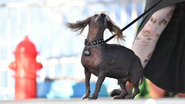 Foto: Kontes Anjing Terjelek Di Dunia 2019 | kumparan.com