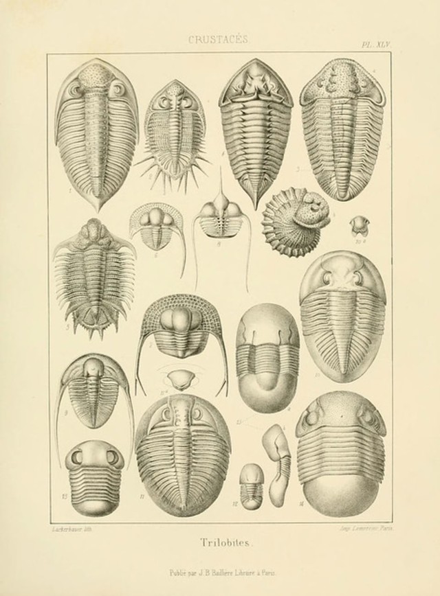Jejak Kepunahan Trilobita | kumparan.com
