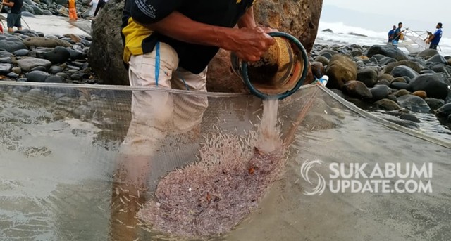 Ada Cerita Menarik di Balik Panen Ikan Impun di Palabuhanratu ...