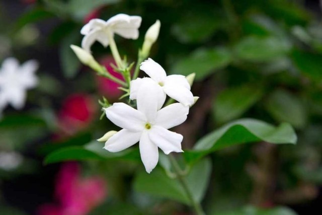 6 Rekomendasi Tanaman Tropis yang Cocok untuk Hunian Asri di Indonesia ...