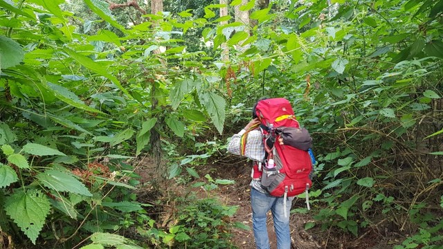 Daun Jelatang di Tambora: 'Rumah' Kupu-Kupu yang Jadi Ancaman Pendaki ...
