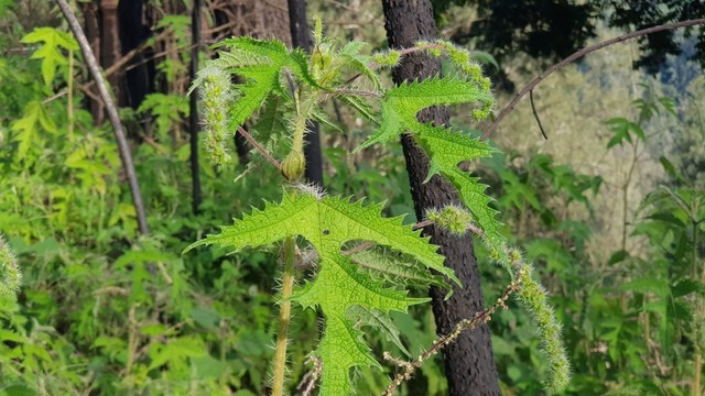 Daun Jelatang di Tambora: 'Rumah' Kupu-Kupu yang Jadi Ancaman Pendaki ...
