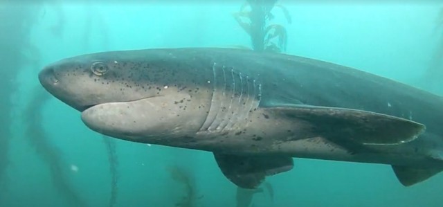 Rahasia di Balik Kemampuan Hiu Pancarkan Cahaya untuk Cari Teman ...