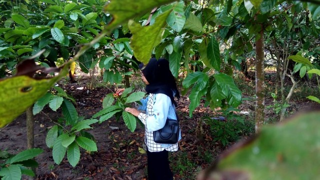 Kopi Liberika Khas Kotawaringin Barat | kumparan.com